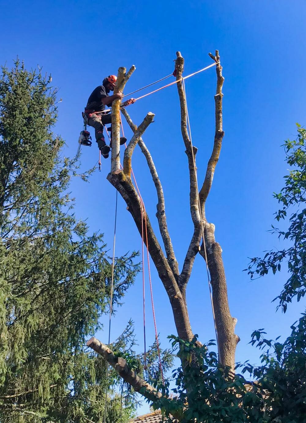 Macedon Ranges Tree Services - Tree Legged Men 0407 531 436
