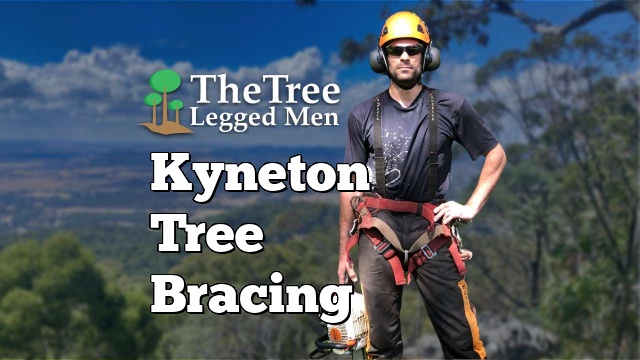 Kyneton Tree Bracing - Tree Legged Men 0407 531 436