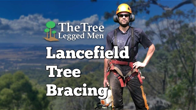Lancefield Tree Bracing - Tree Legged Men 0407 531 436